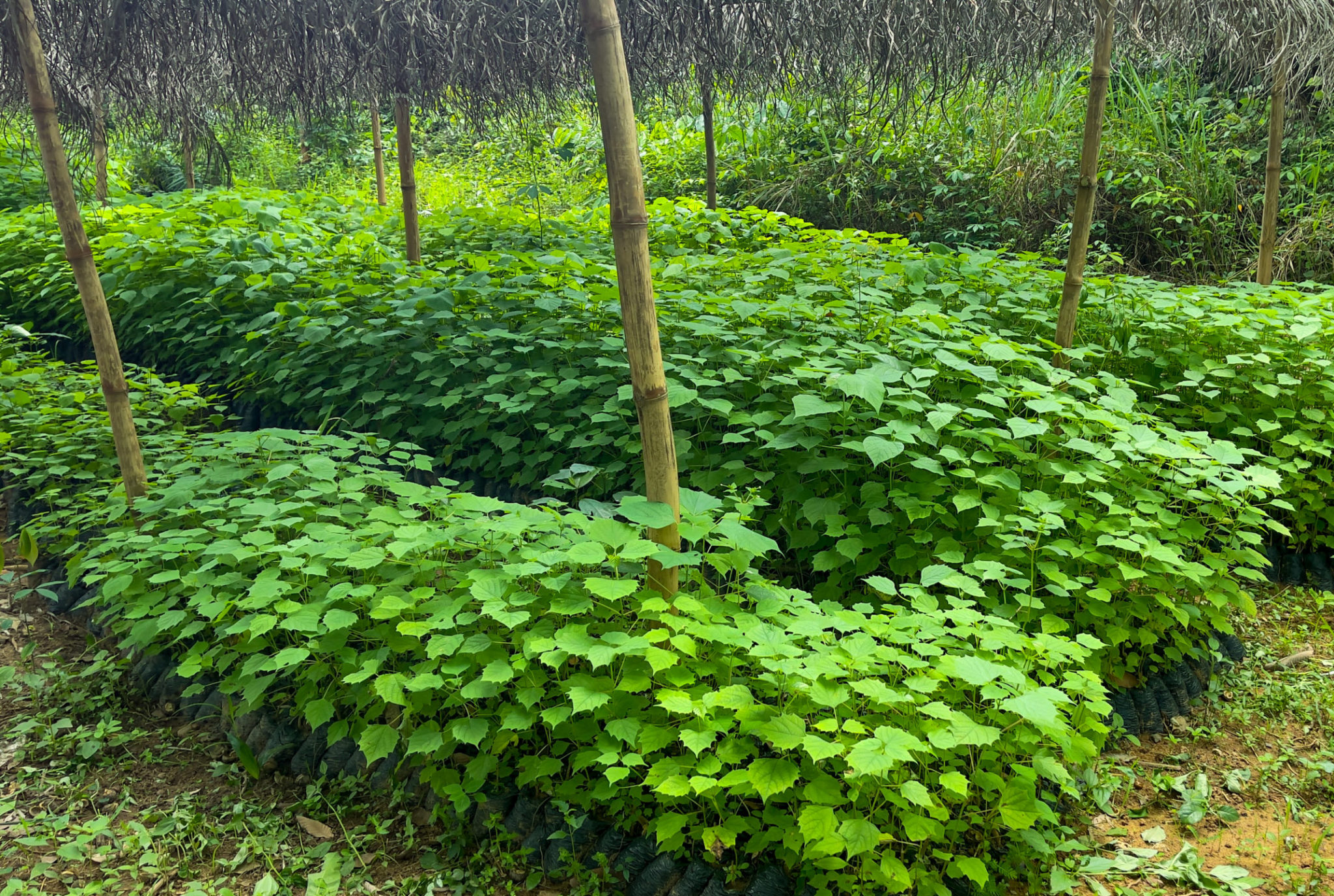 Reforest Restore Afforest – FarmStrong